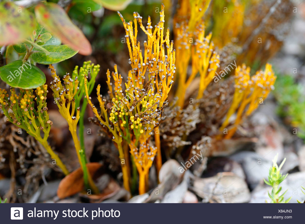 Whisk Fern Stock Photos & Whisk Fern Stock Images - Alamy