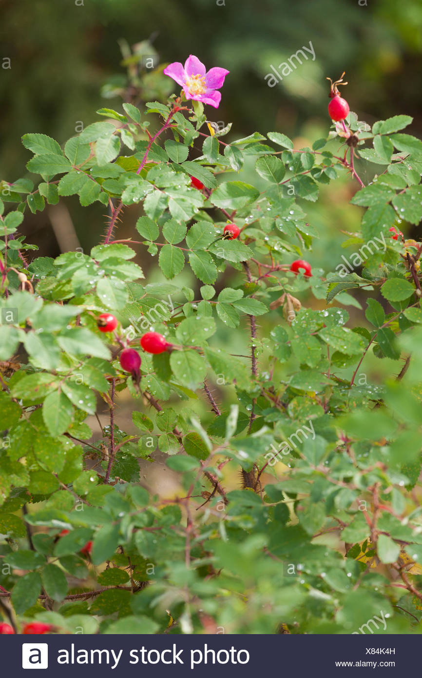 Prickly Wild Rose High Resolution Stock Photography and Images - Alamy