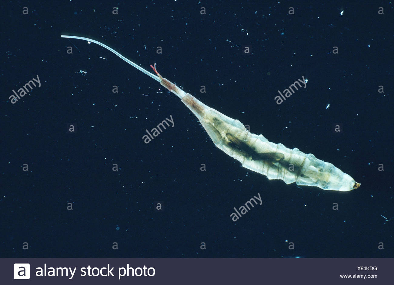 Phantom Crane Flies High Resolution Stock Photography and Images - Alamy