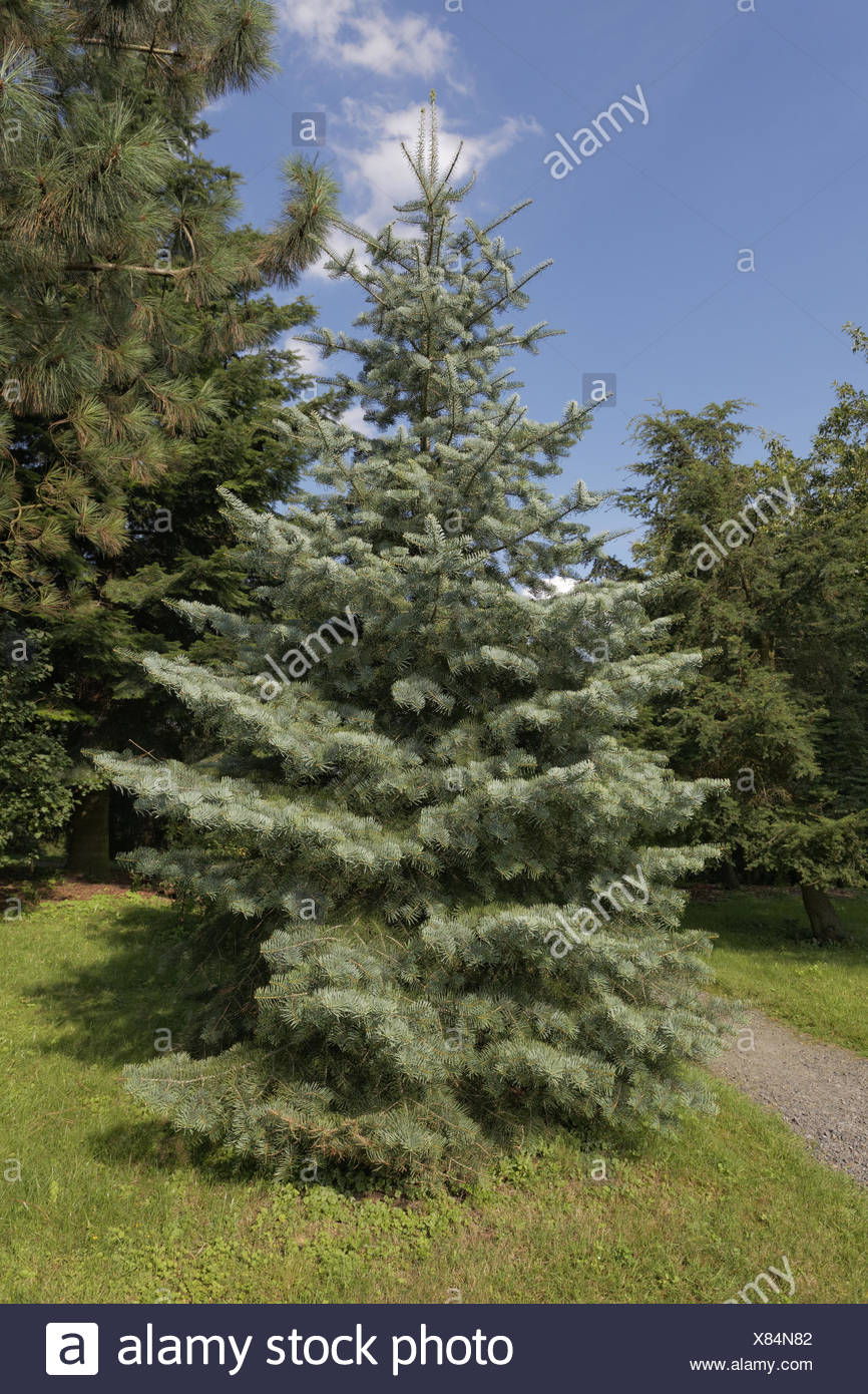 Concolor Fir High Resolution Stock Photography and Images - Alamy