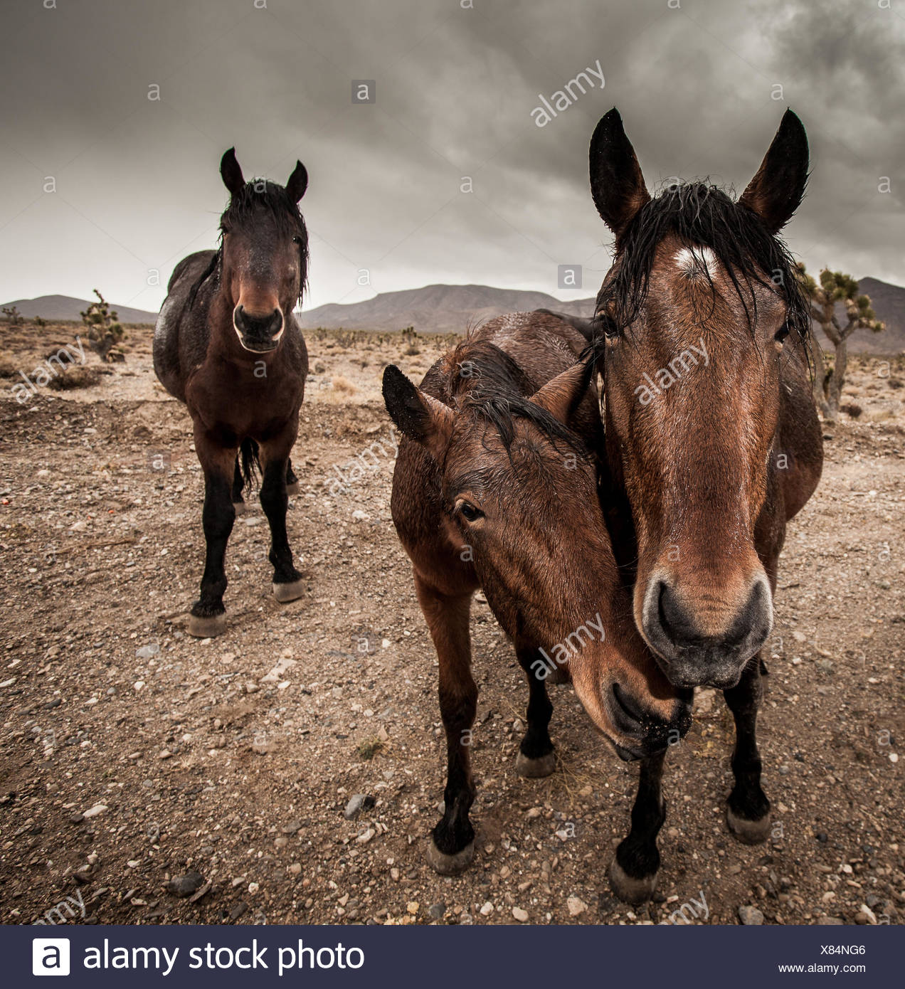 The Barren High Resolution Stock Photography and Images - Alamy