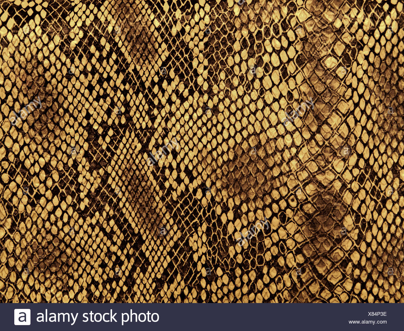 Snakeskin Pattern High Resolution Stock Photography and Images - Alamy