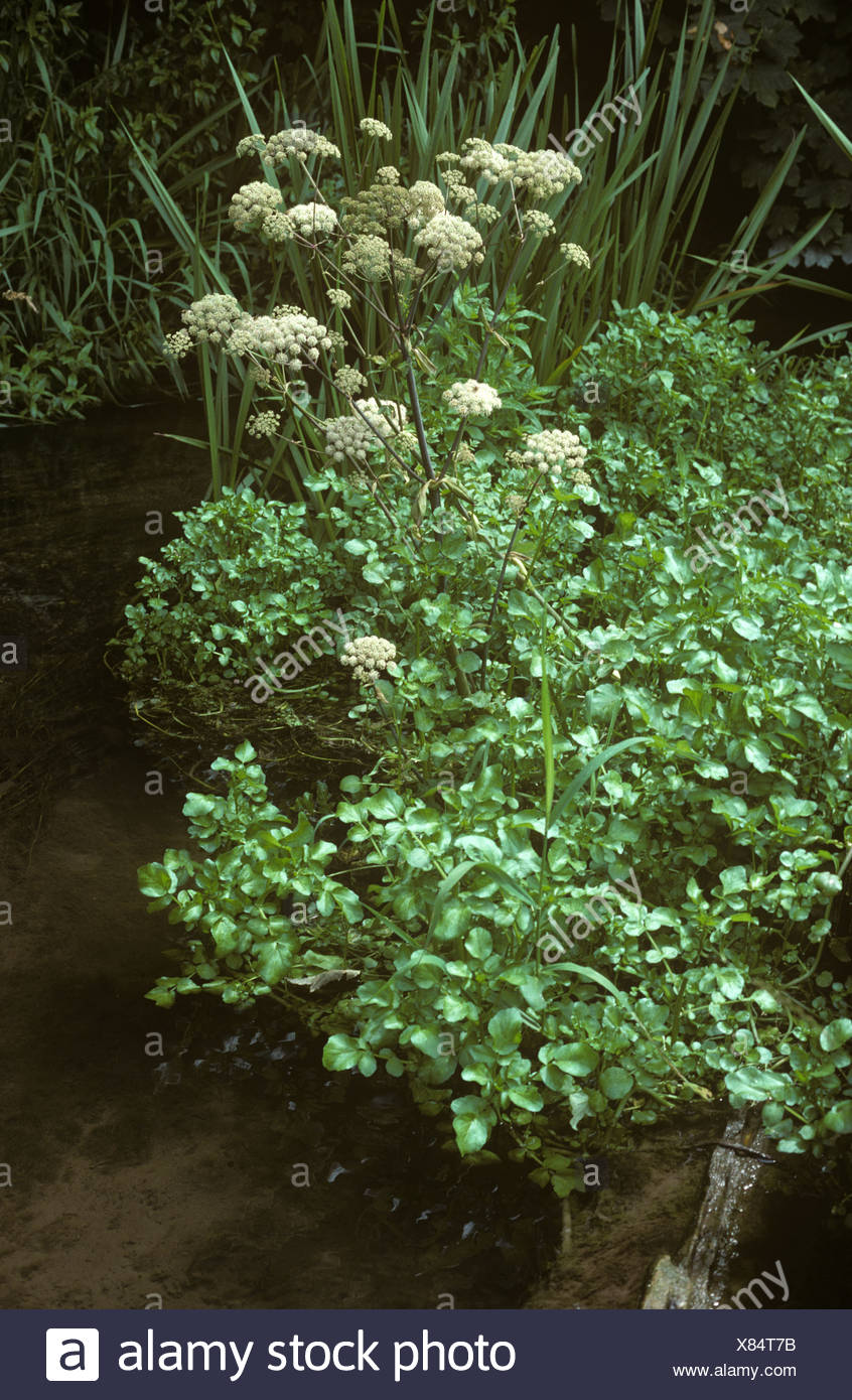 Water Parsnip Stock Photos & Water Parsnip Stock Images - Alamy
