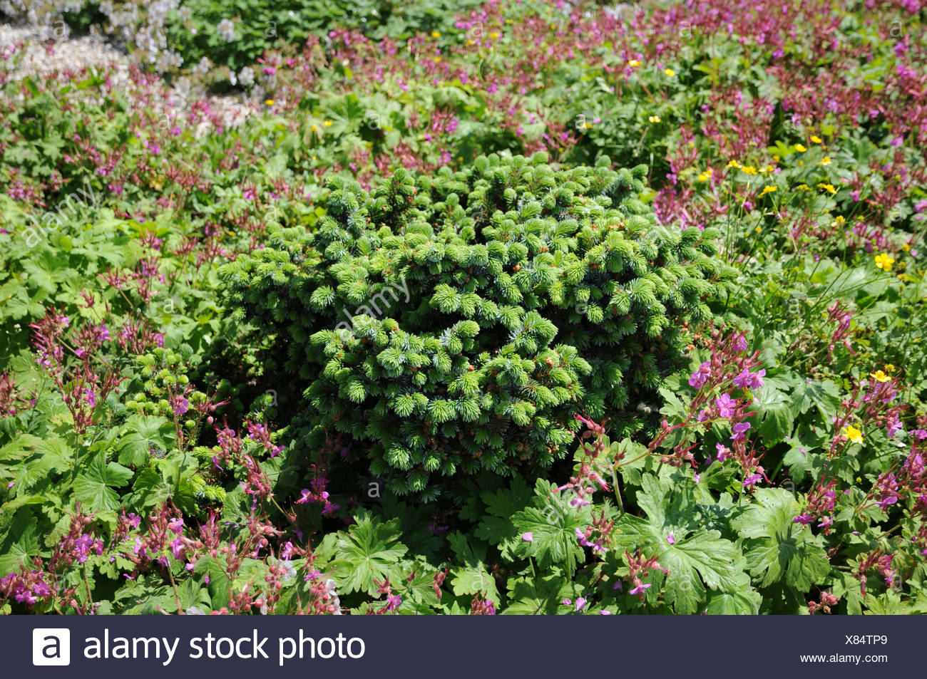 Dwarf Norway Spruce Stock Photos & Dwarf Norway Spruce Stock Images - Alamy