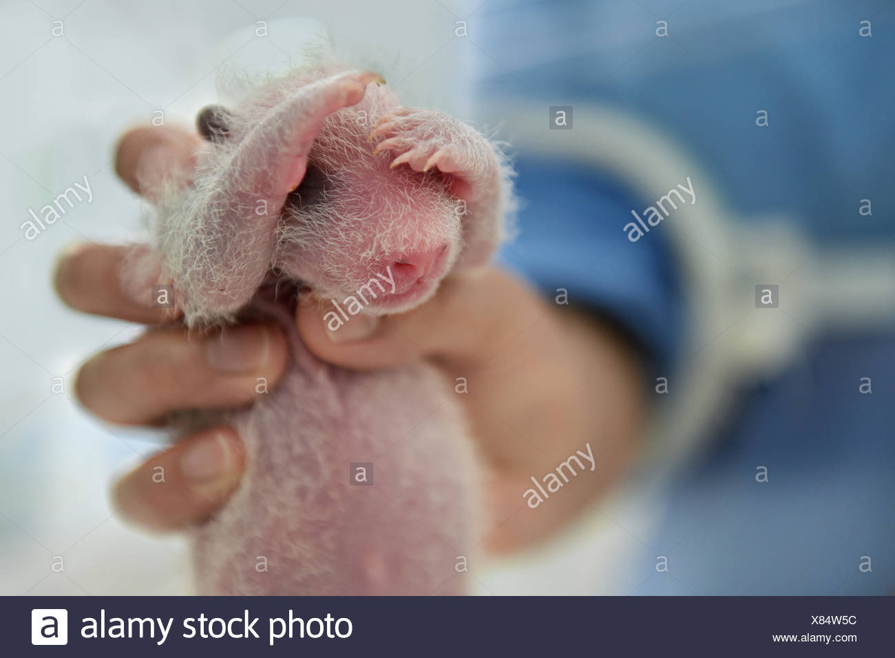 Human Breeding Stock Photos & Human Breeding Stock Images - Alamy