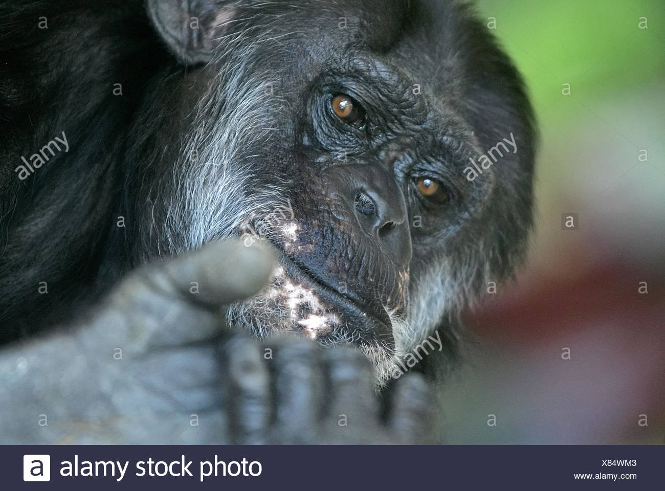 Gemeiner Schimpanse High Resolution Stock Photography and Images - Alamy
