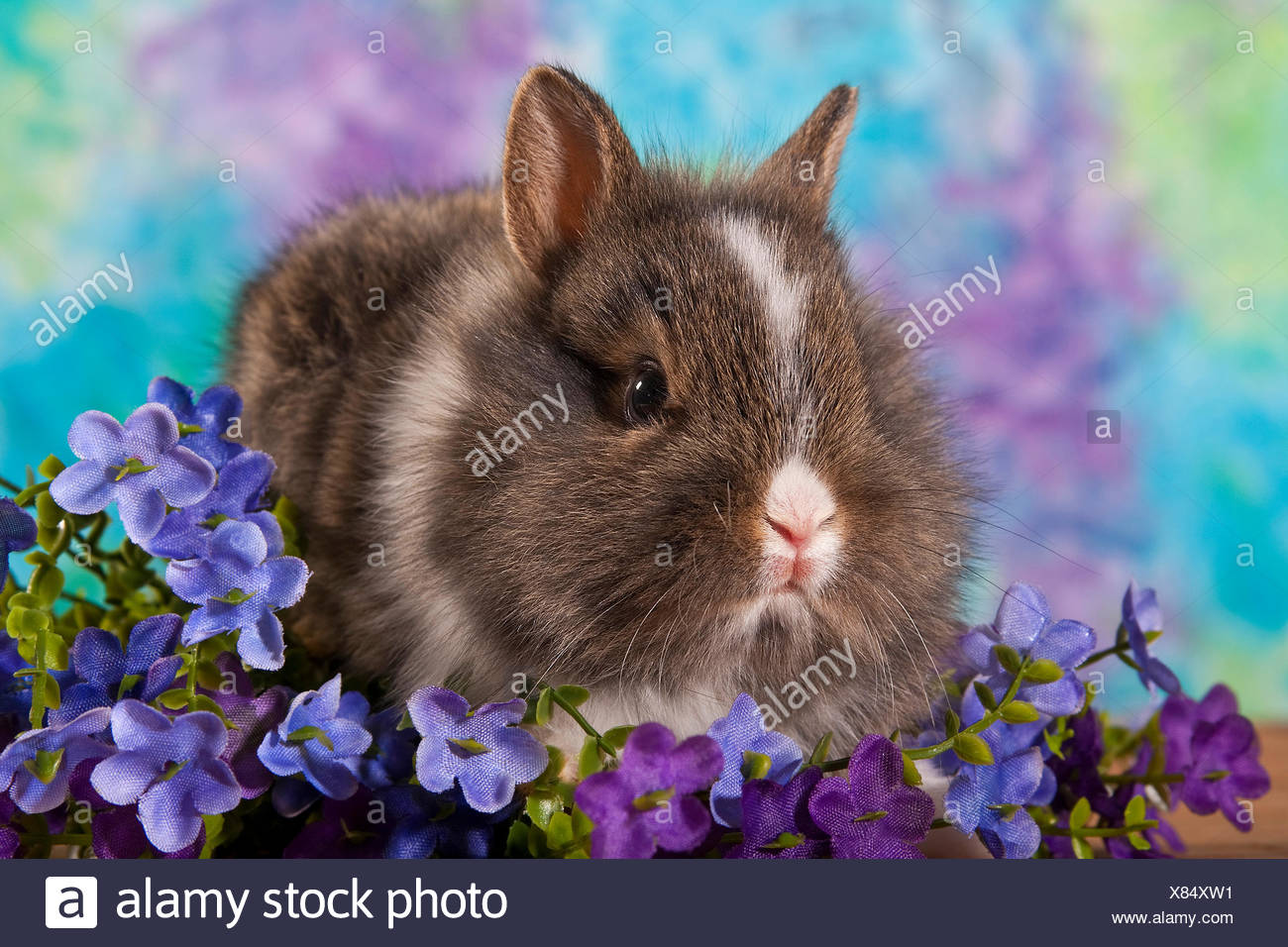 Teddy Dwarf Rabbit Stock Photos & Teddy Dwarf Rabbit Stock Images - Alamy