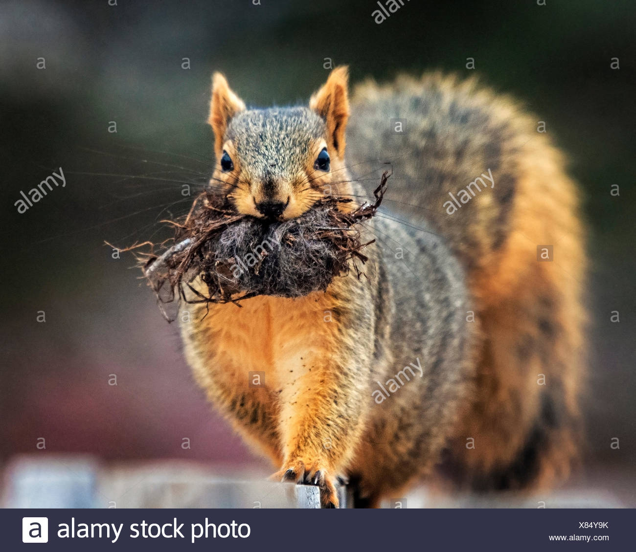 Squirrel Full Mouth High Resolution Stock Photography and Images - Alamy