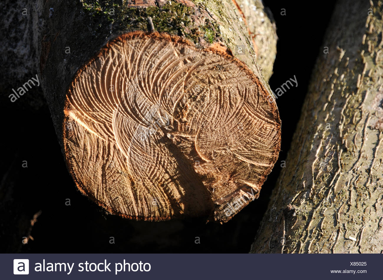 Hazel Wood High Resolution Stock Photography and Images - Alamy