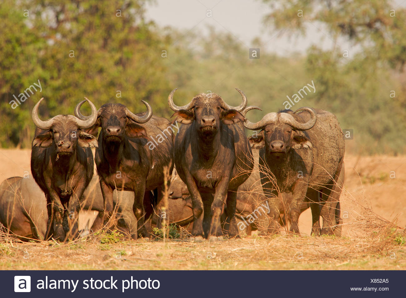 Buffalo Bulls High Resolution Stock Photography and Images - Alamy