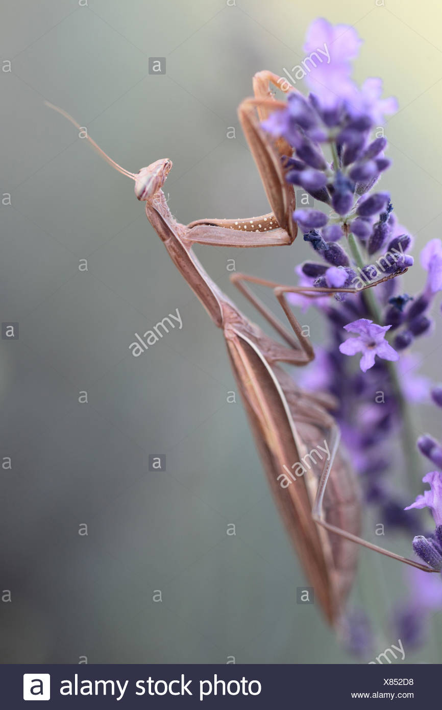 Praying Mantis Brown Stock Photos & Praying Mantis Brown Stock Images ...