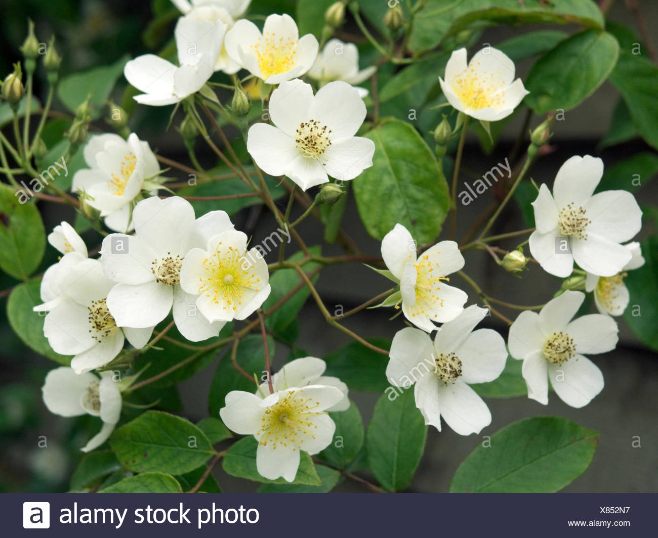 Kiftsgate Rose Stock Photos & Kiftsgate Rose Stock Images - Alamy