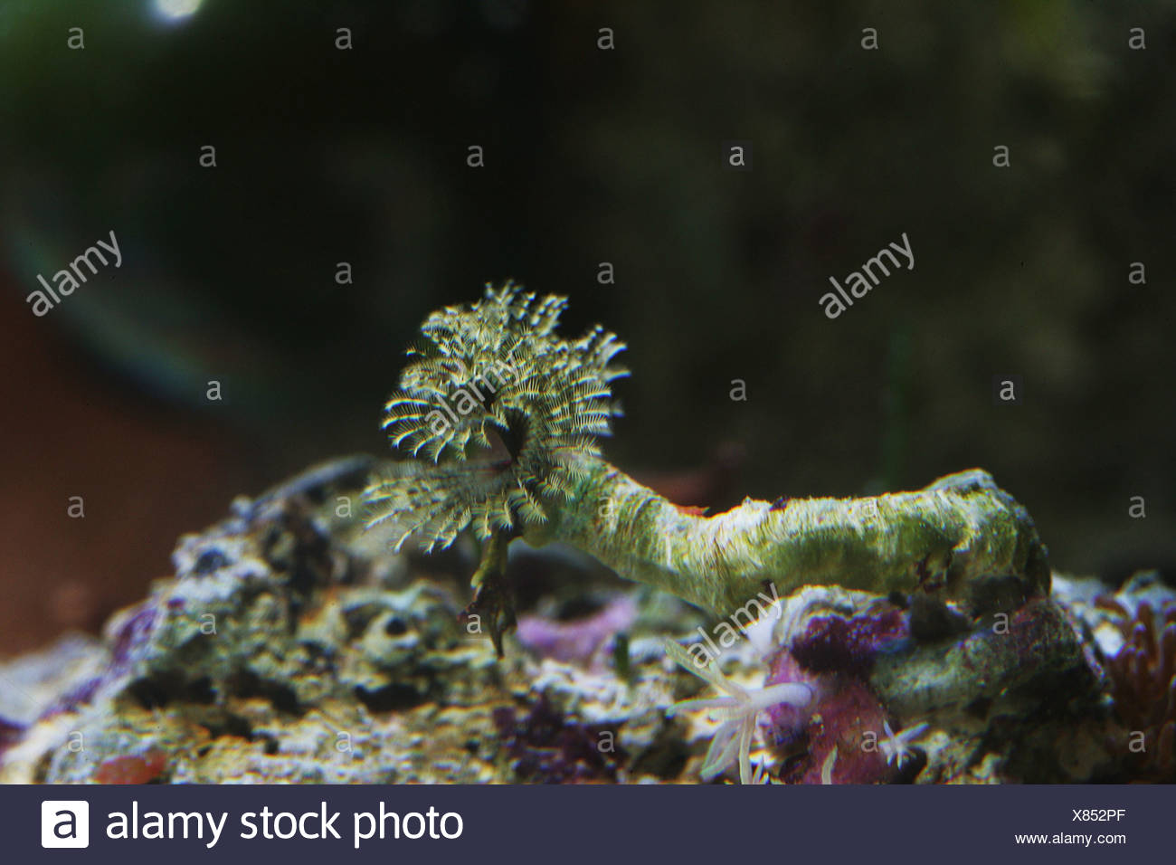 Tubeworms High Resolution Stock Photography and Images - Alamy