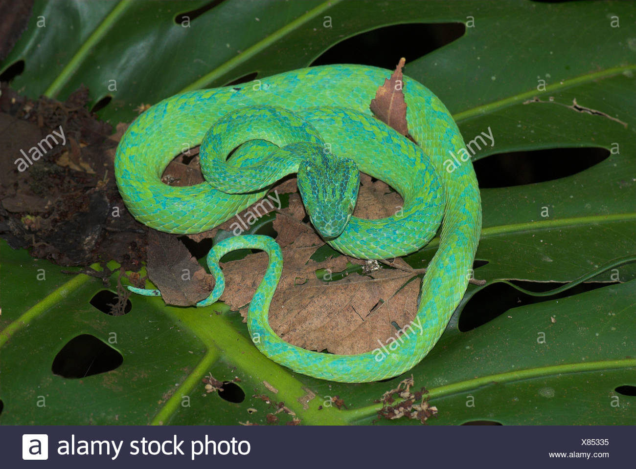 Eastern Green Snake Stock Photos & Eastern Green Snake Stock Images - Alamy