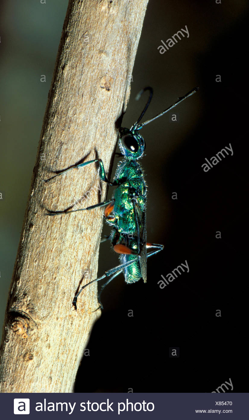 Emerald Cockroach Wasp High Resolution Stock Photography and Images - Alamy