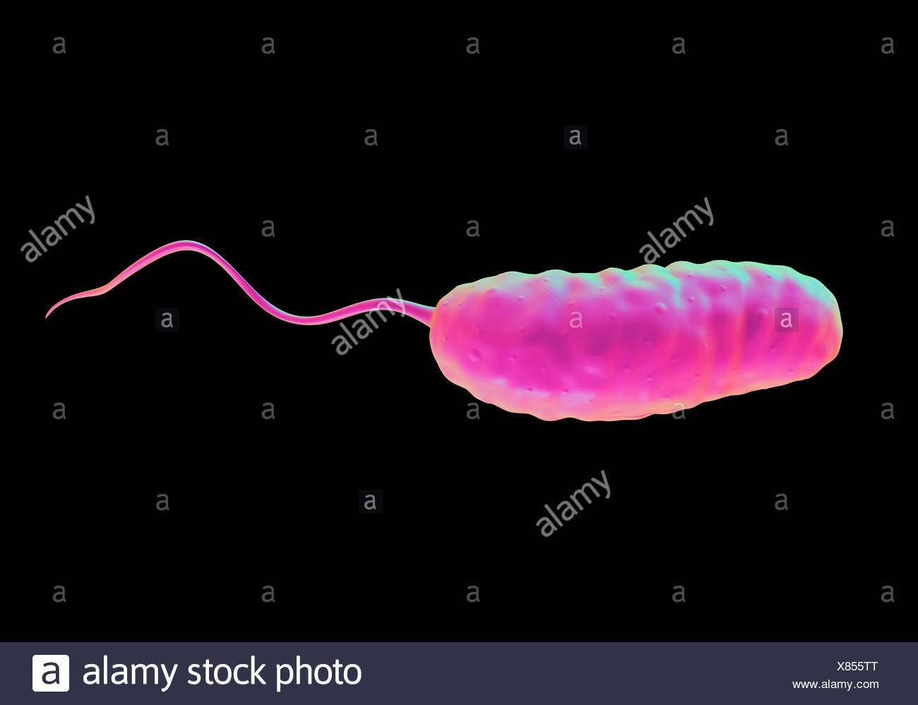 Bacterium Vibrio High Resolution Stock Photography and Images - Alamy