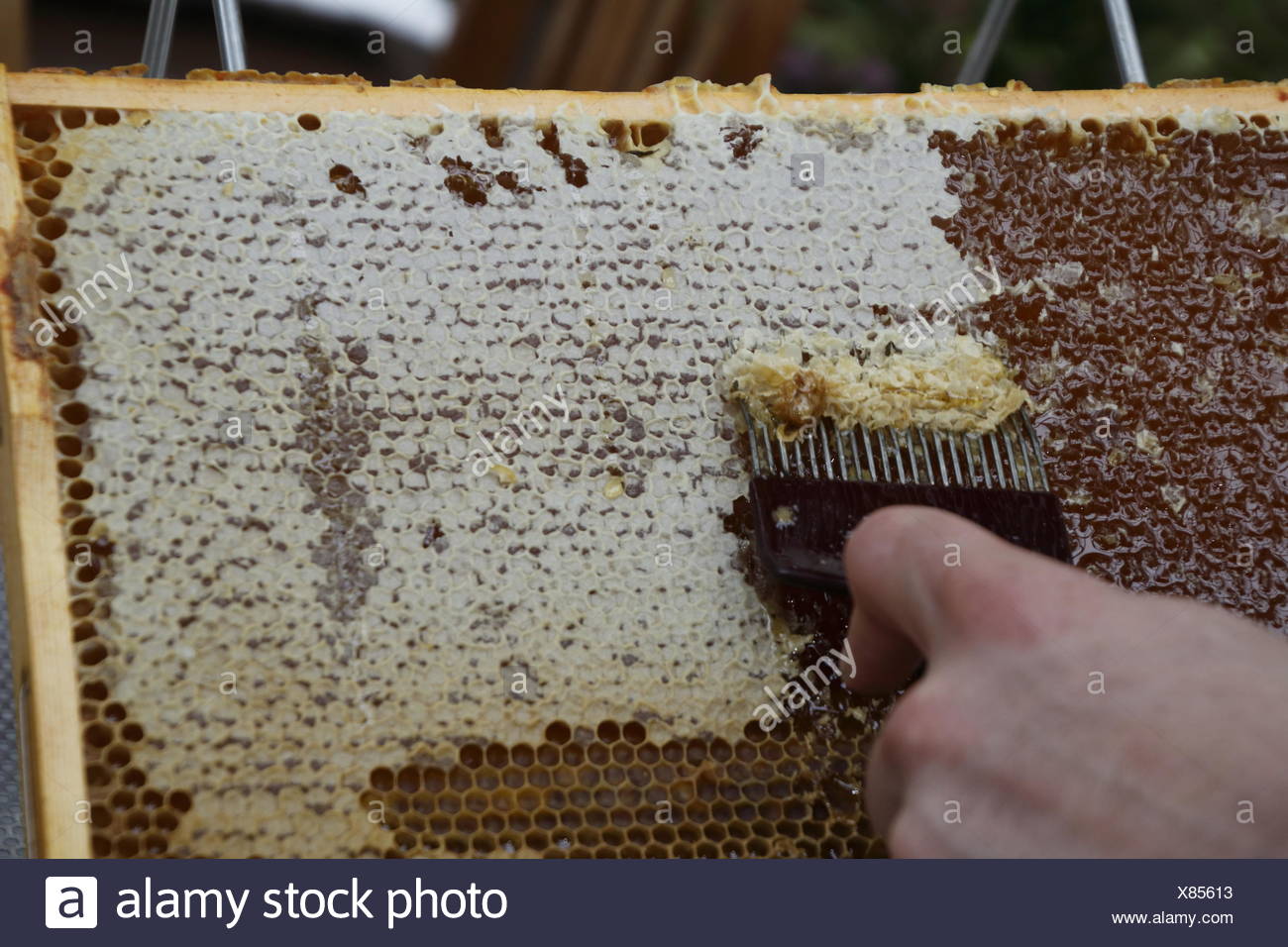 Capped Honeycomb Honey Bees Stock Photos & Capped Honeycomb Honey Bees ...