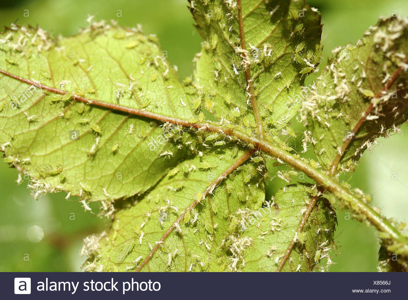 Whitefly Parasite High Resolution Stock Photography and Images - Alamy