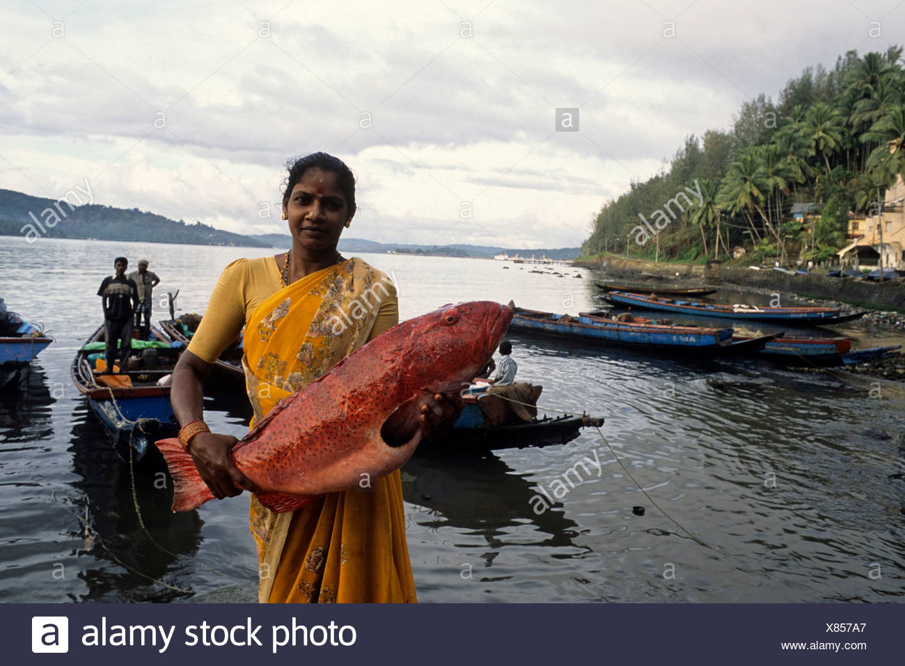 Andaman Islands India Fish High Resolution Stock Photography and Images ...