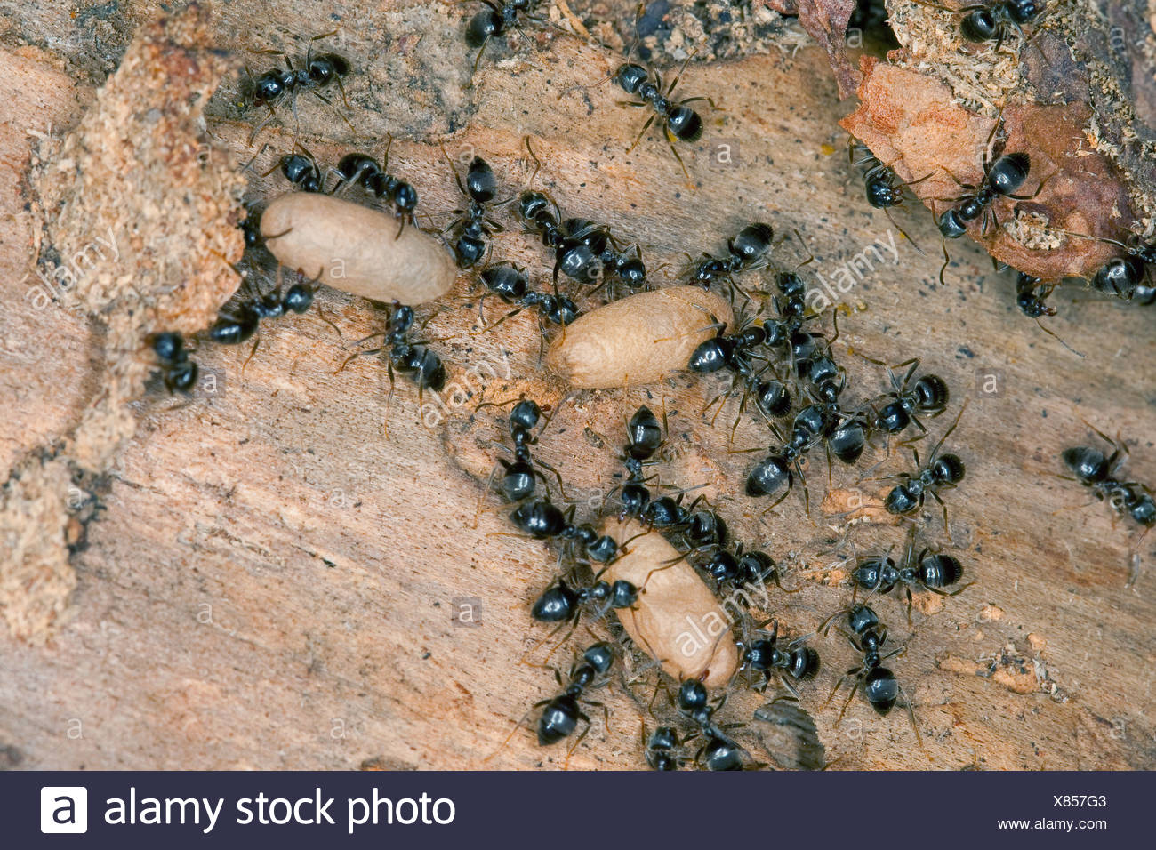 Lasius Platythorax High Resolution Stock Photography and Images - Alamy