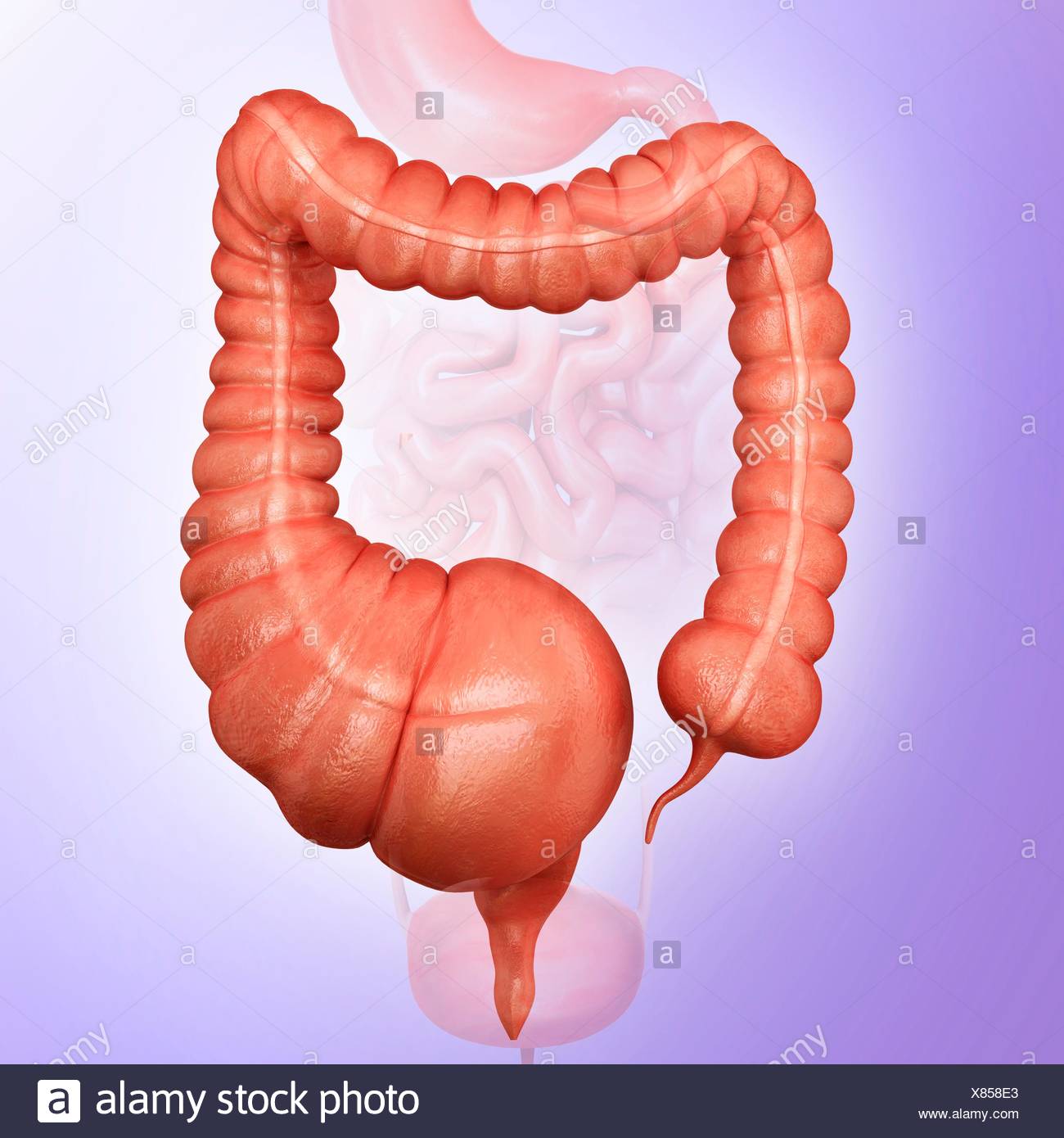 Megacolon High Resolution Stock Photography and Images - Alamy