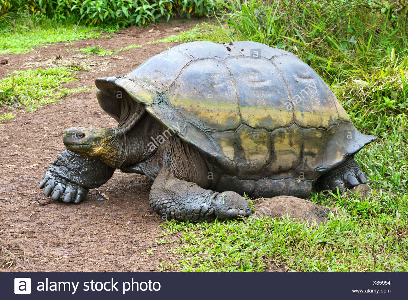 Big Turtle Stock Photos & Big Turtle Stock Images - Alamy