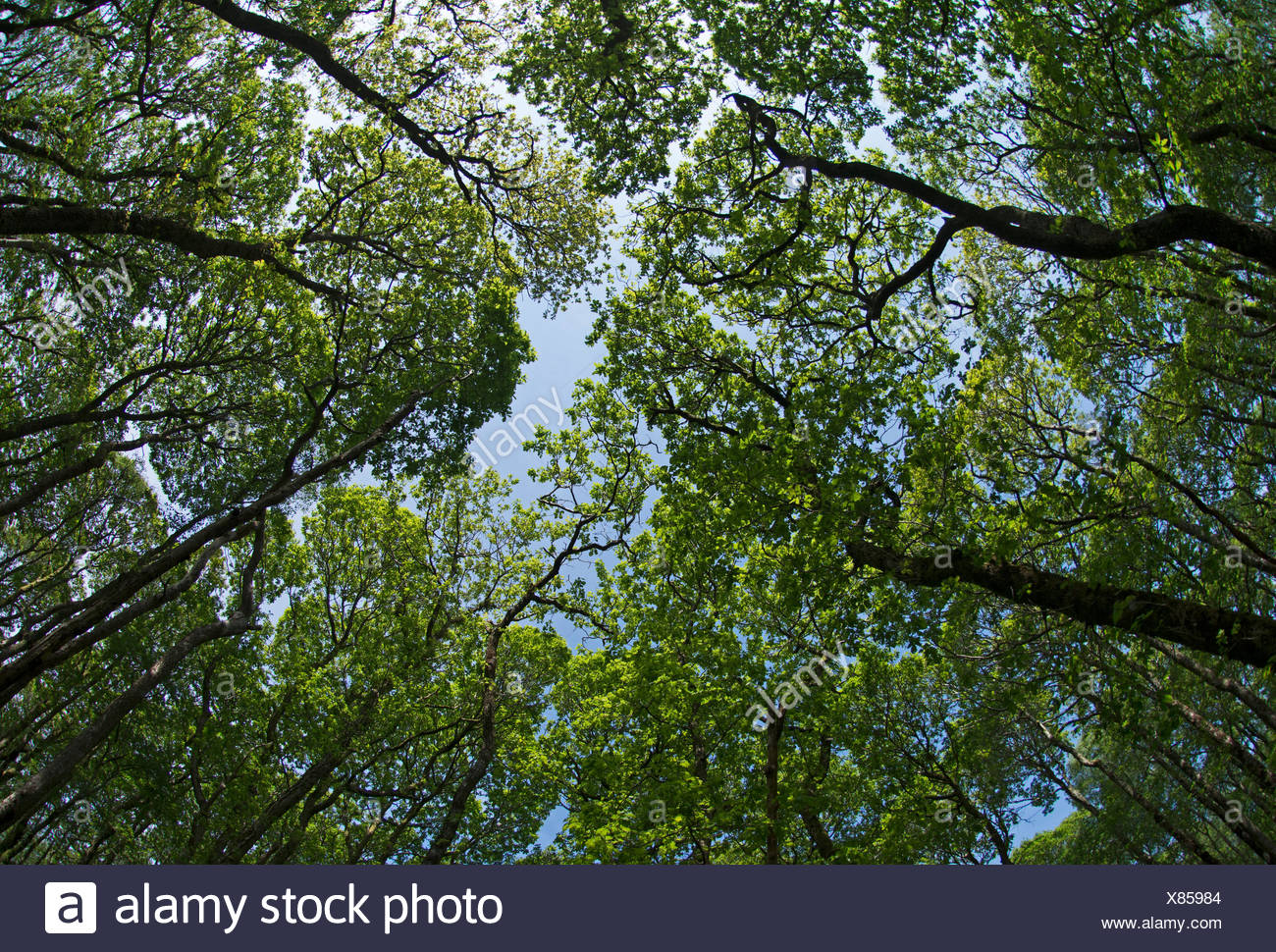 Oak Woodland High Resolution Stock Photography and Images - Alamy