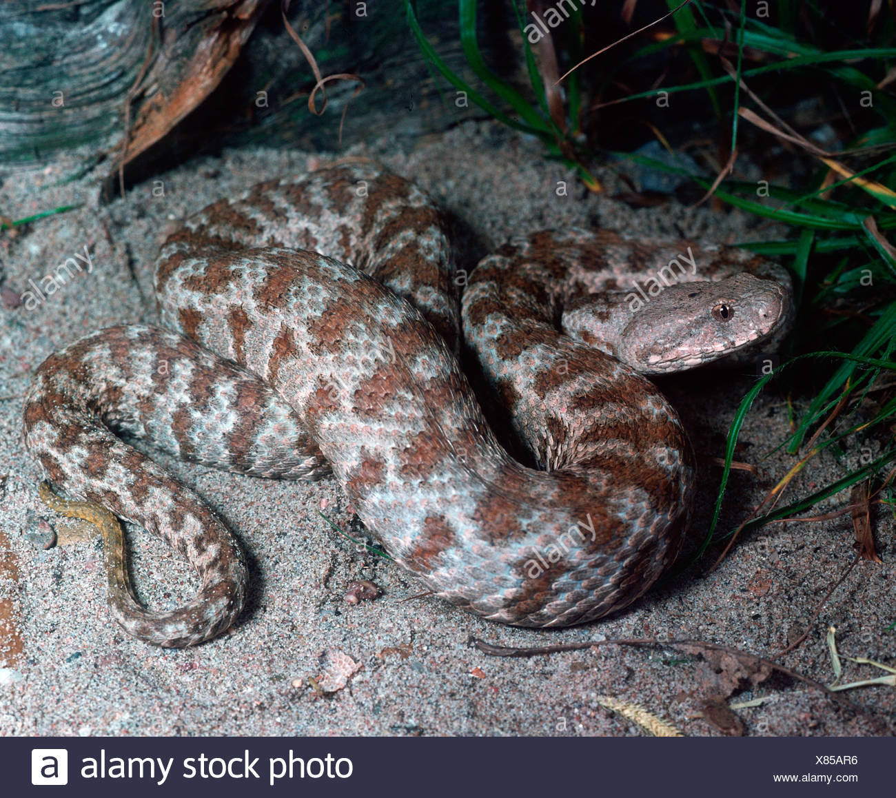 Blunt Nosed Viper High Resolution Stock Photography and Images - Alamy