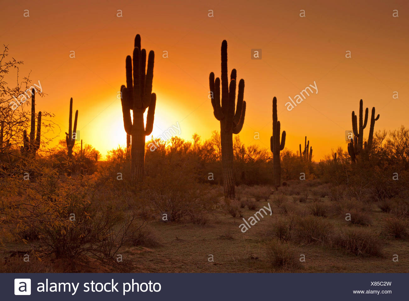 Usa Arizona Phoenix Saguaro Cactus High Resolution Stock Photography ...