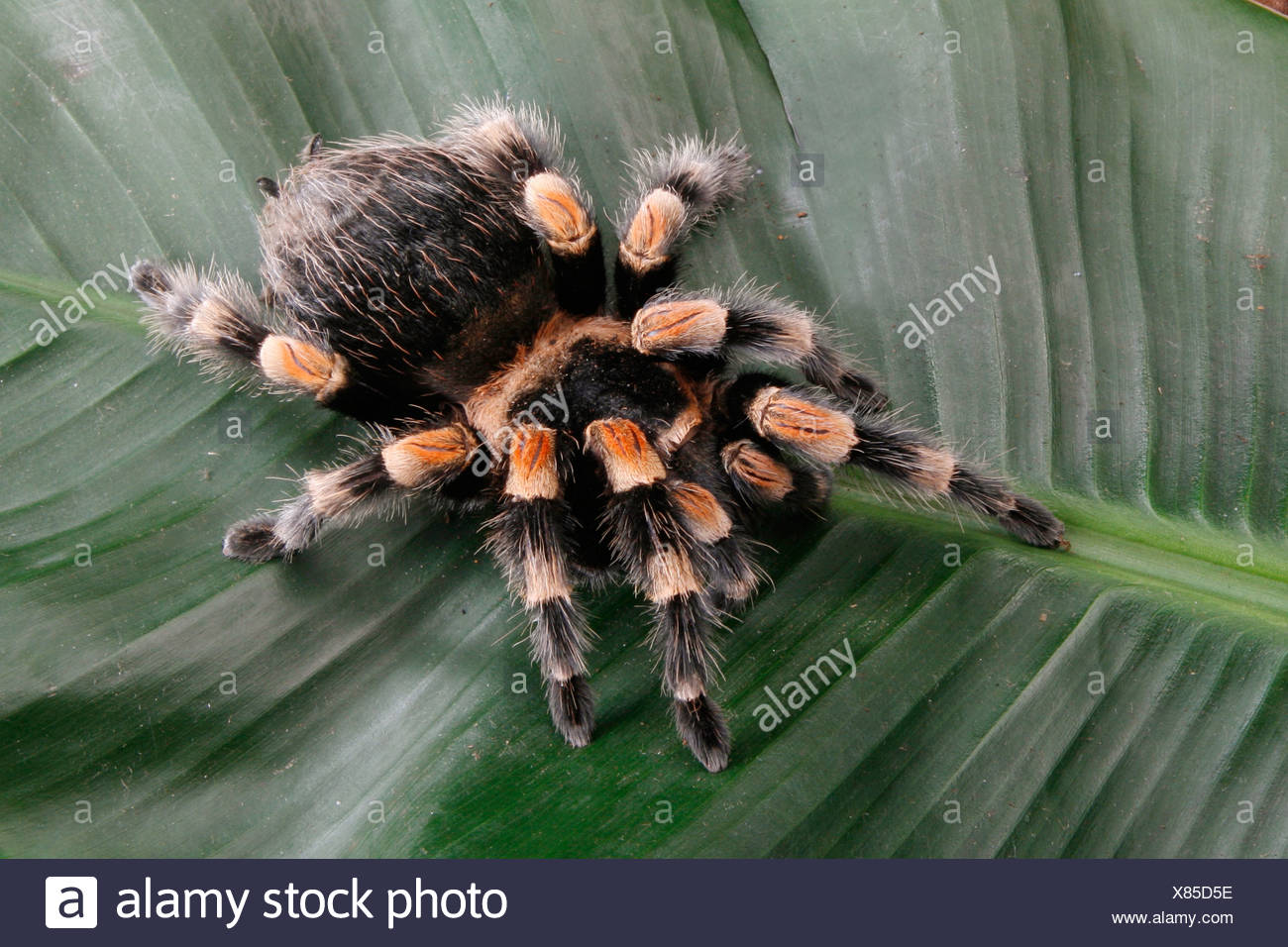 Mexican Red Kneed Spiders High Resolution Stock Photography and Images ...