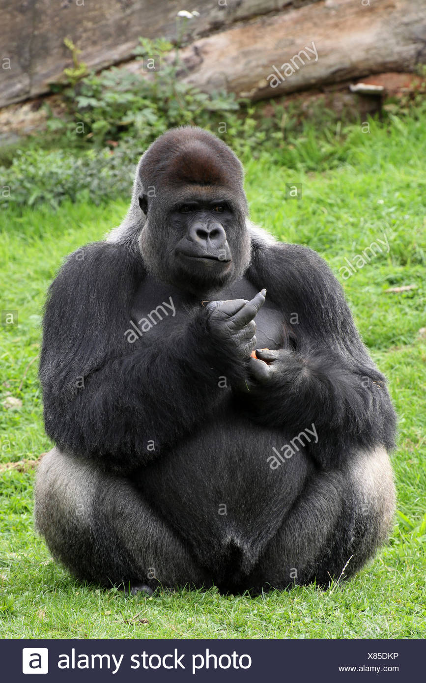 Gorilla Finger Stock Photos & Gorilla Finger Stock Images - Alamy
