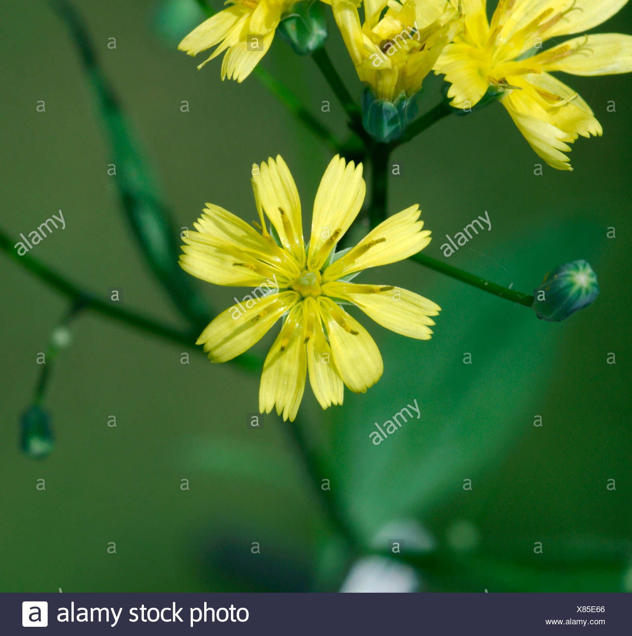 Nipplewort Plant Plants High Resolution Stock Photography and Images ...