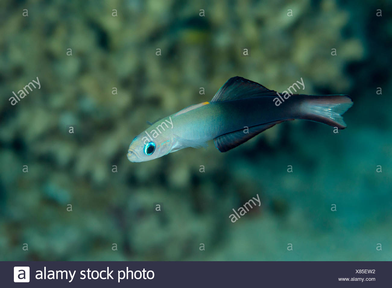 Dartfish Stock Photos & Dartfish Stock Images - Alamy