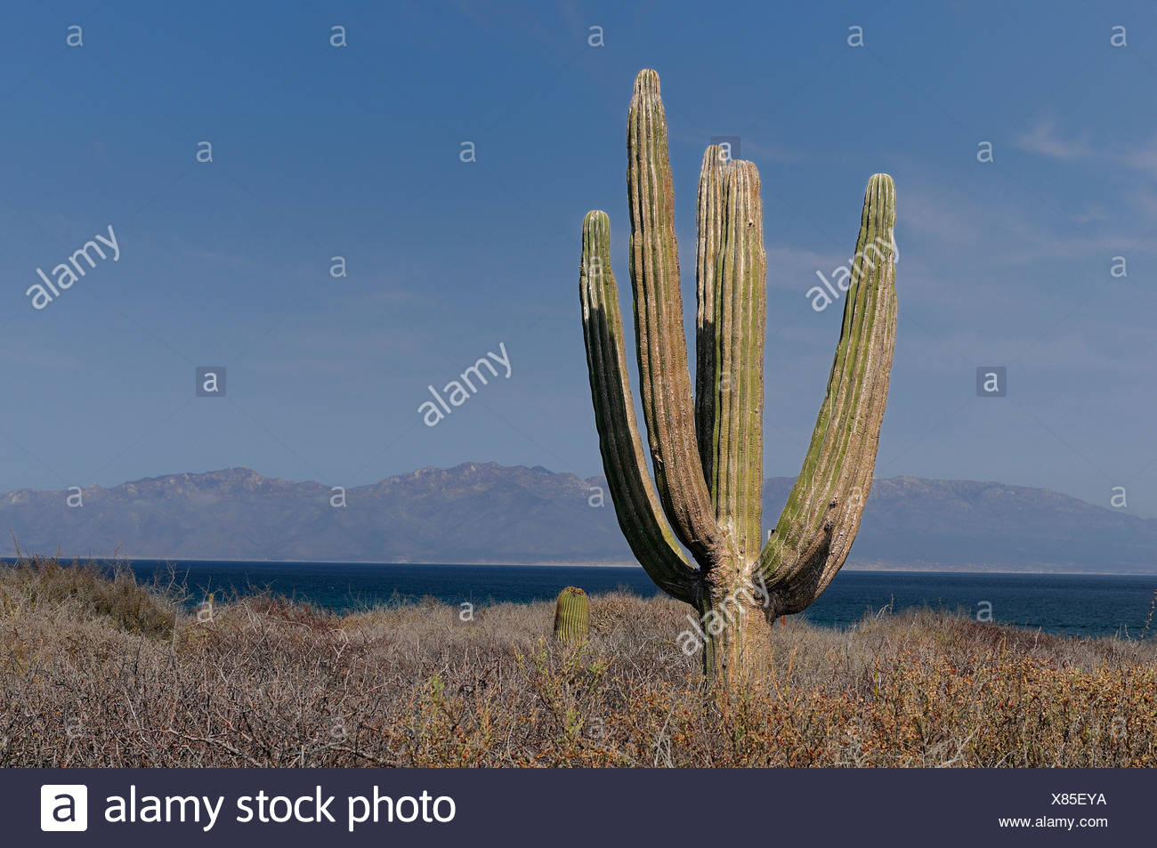 Isla Cerralvo High Resolution Stock Photography and Images - Alamy