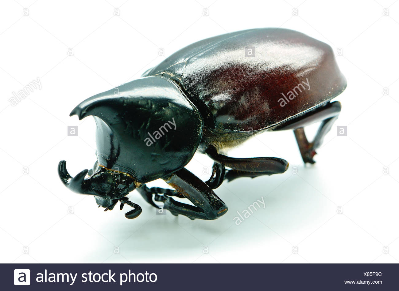 Beetle Foot High Resolution Stock Photography and Images - Alamy