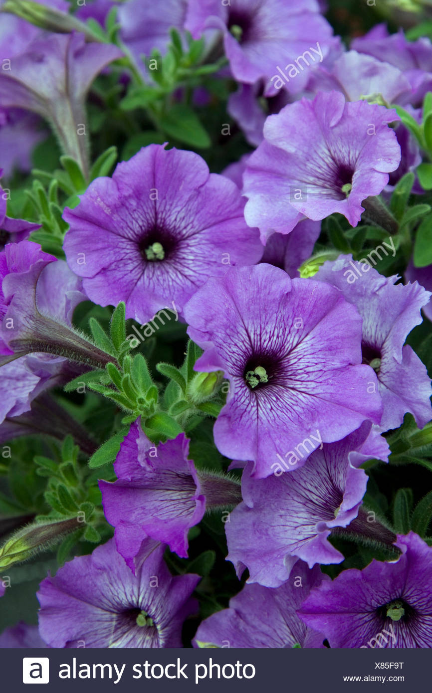 Mini Petunia Stock Photos & Mini Petunia Stock Images - Alamy