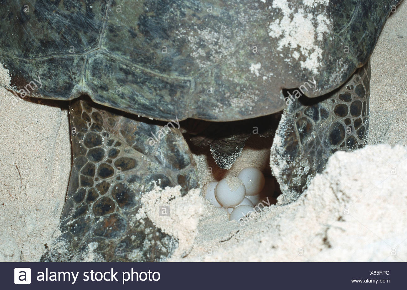 Turtle Meat High Resolution Stock Photography and Images - Alamy