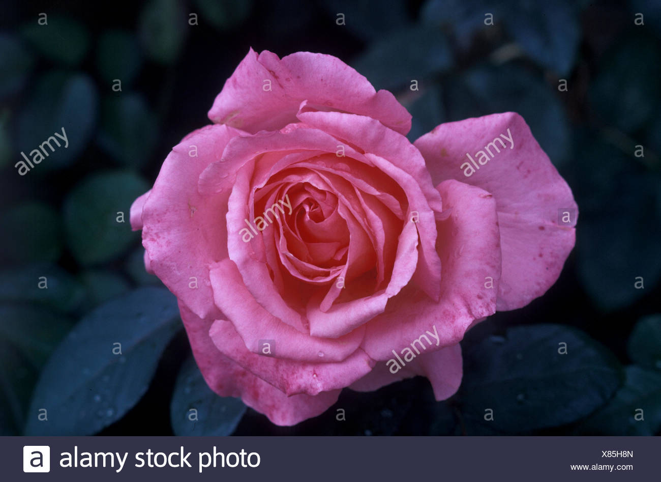 Rosa Lovely Lady High Resolution Stock Photography and Images - Alamy
