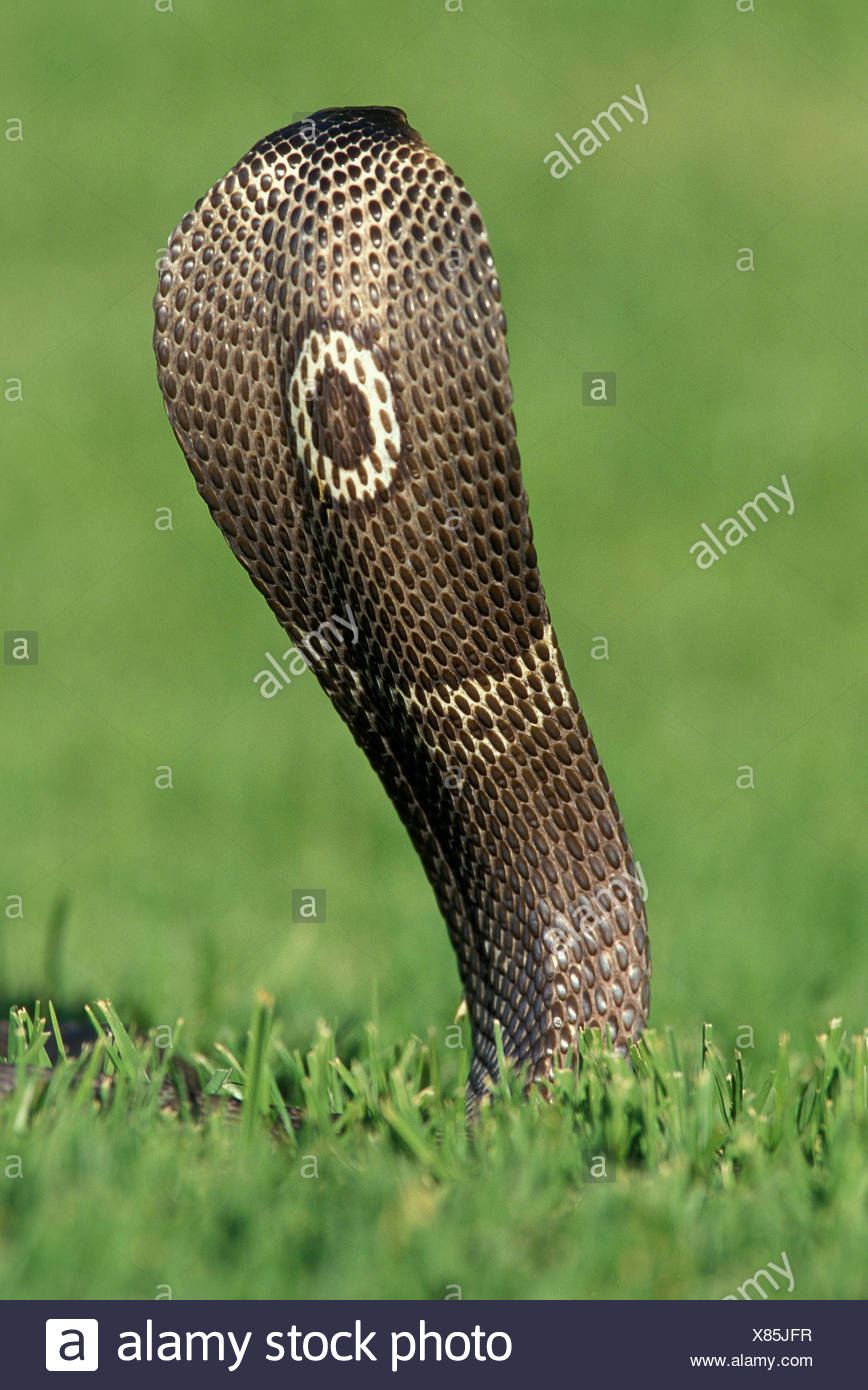 Indian Naja High Resolution Stock Photography and Images - Alamy