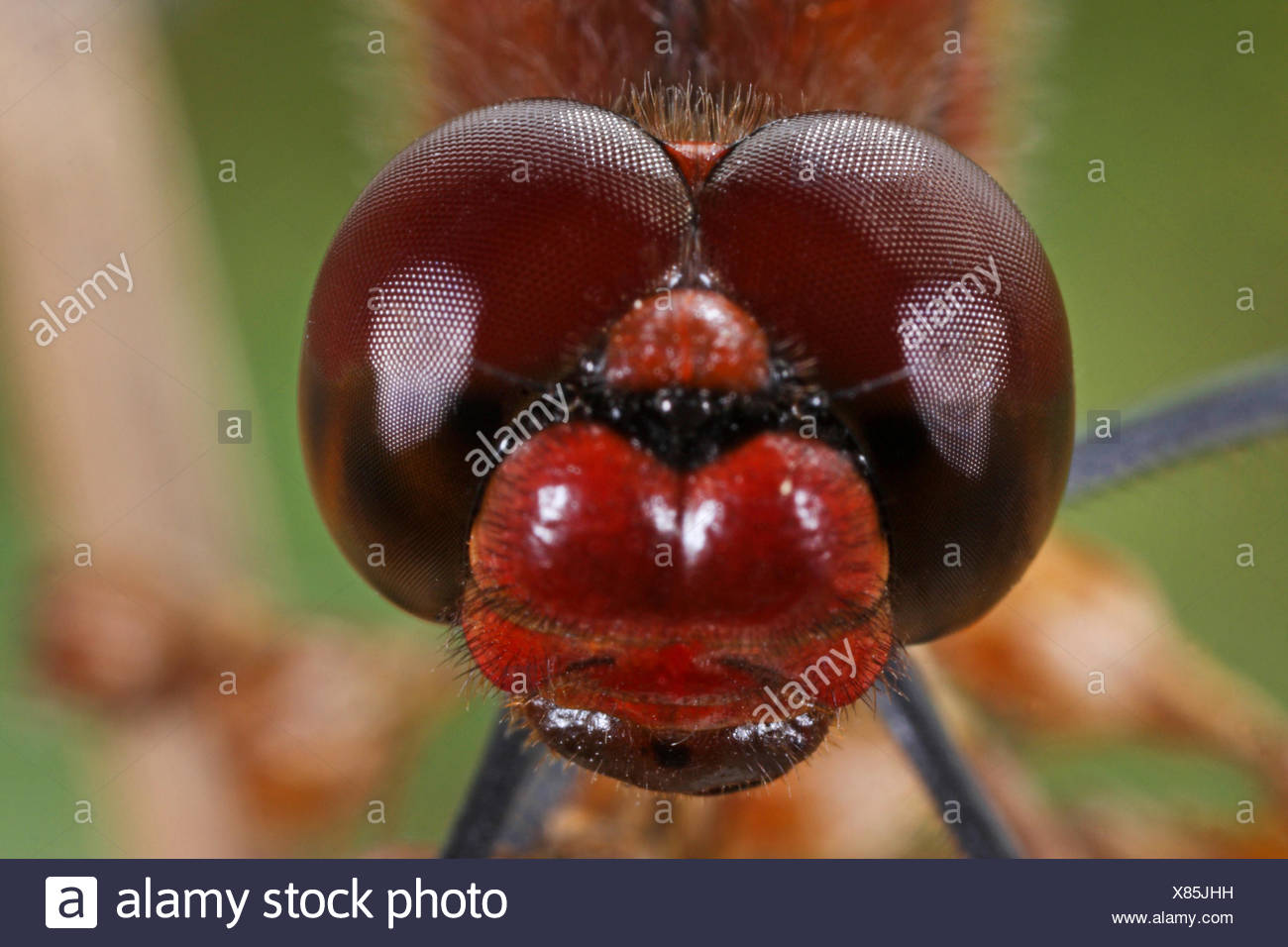 Ruddy Face High Resolution Stock Photography and Images - Alamy