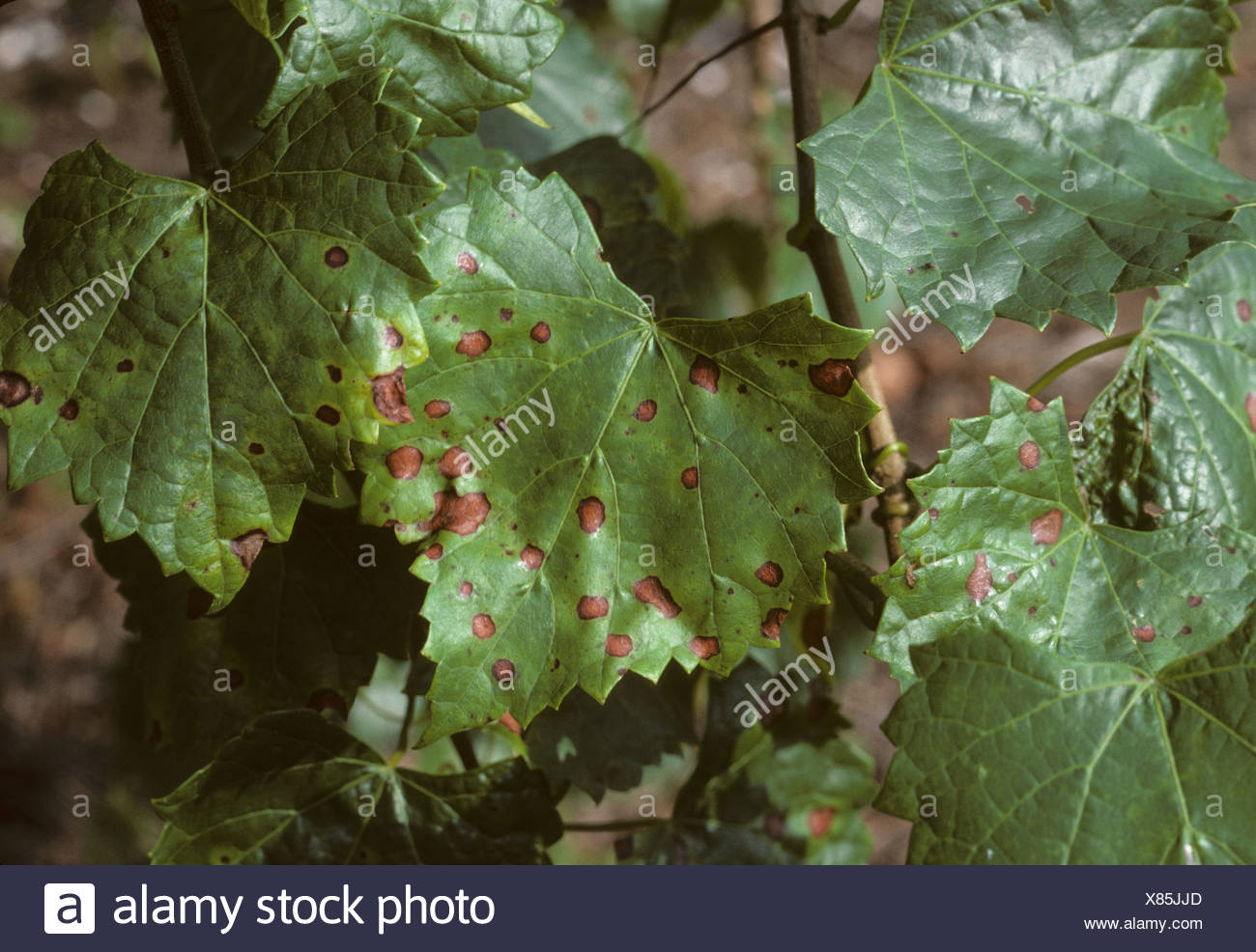 Grapevine Disease Stock Photos & Grapevine Disease Stock Images - Alamy