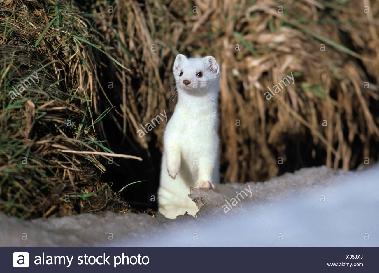 Short Tailed Weasels High Resolution Stock Photography and Images - Alamy