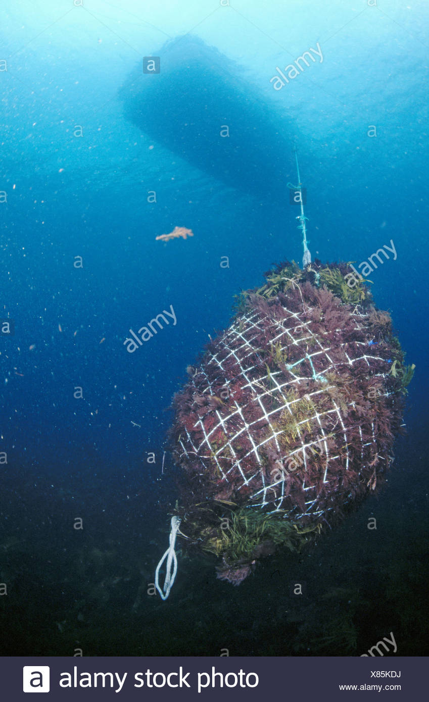 Gelidium High Resolution Stock Photography and Images - Alamy