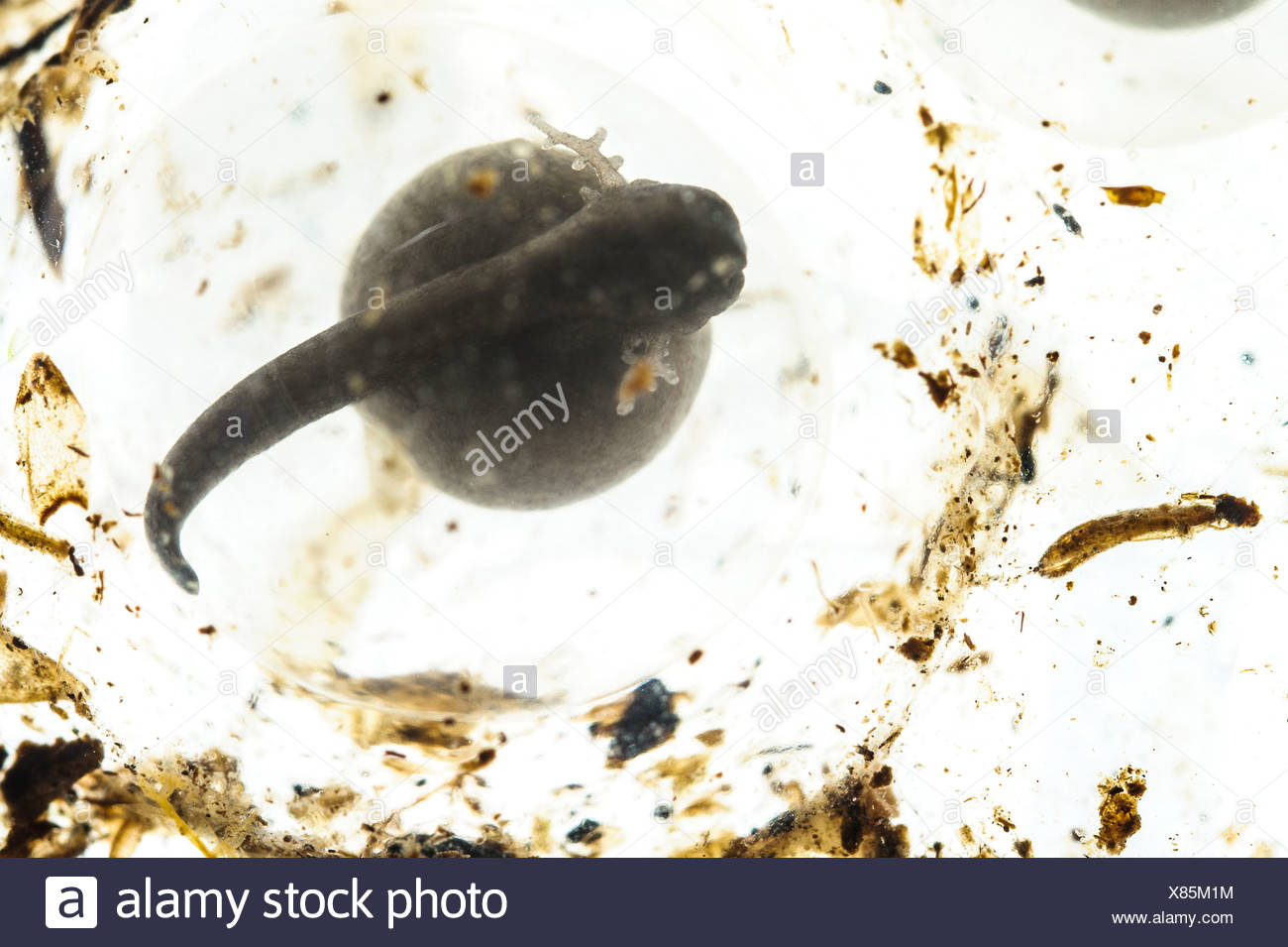 Poison Dart Frog Tadpole Stock Photos & Poison Dart Frog Tadpole Stock ...