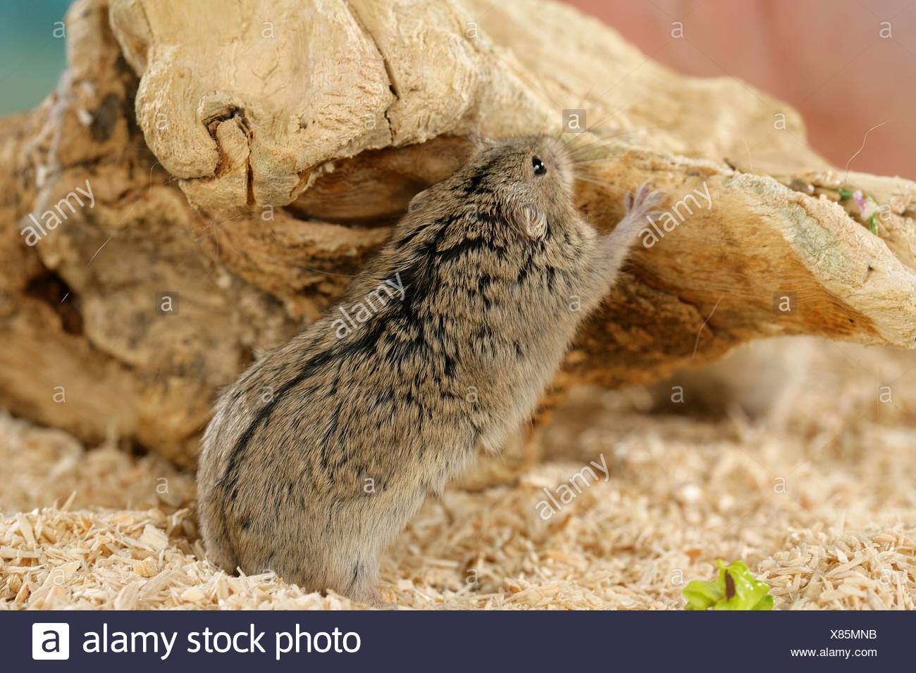 Lemmings Lemming High Resolution Stock Photography and Images - Alamy