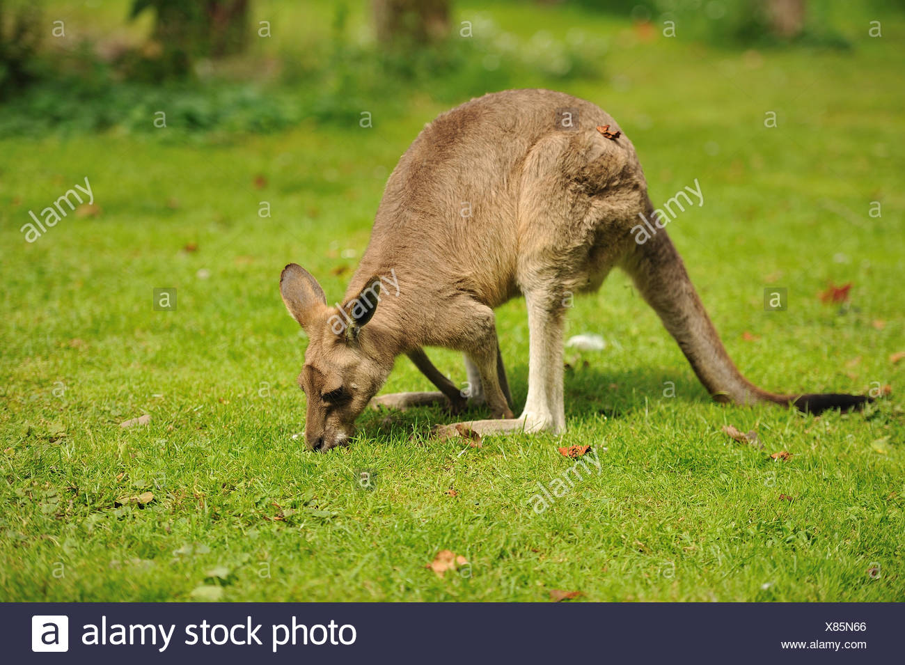 Marsupial Eating High Resolution Stock Photography and Images - Alamy