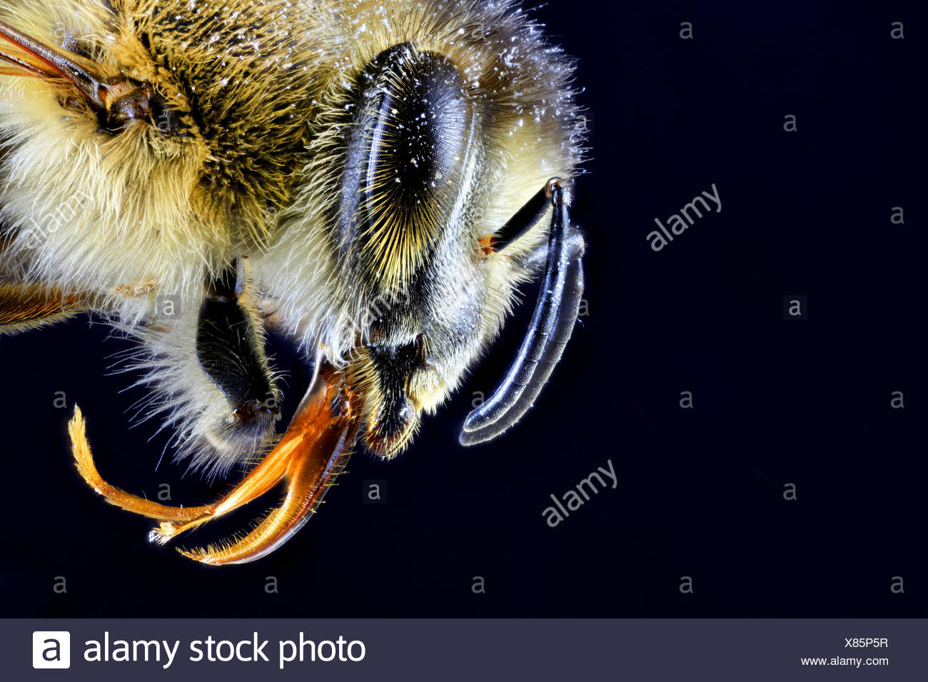 Labrum Insect High Resolution Stock Photography and Images - Alamy