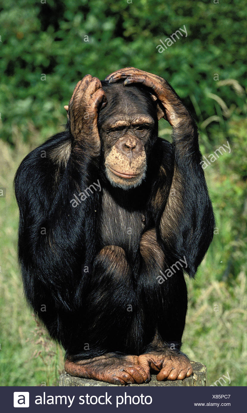 Ape Scratching Head High Resolution Stock Photography and Images - Alamy