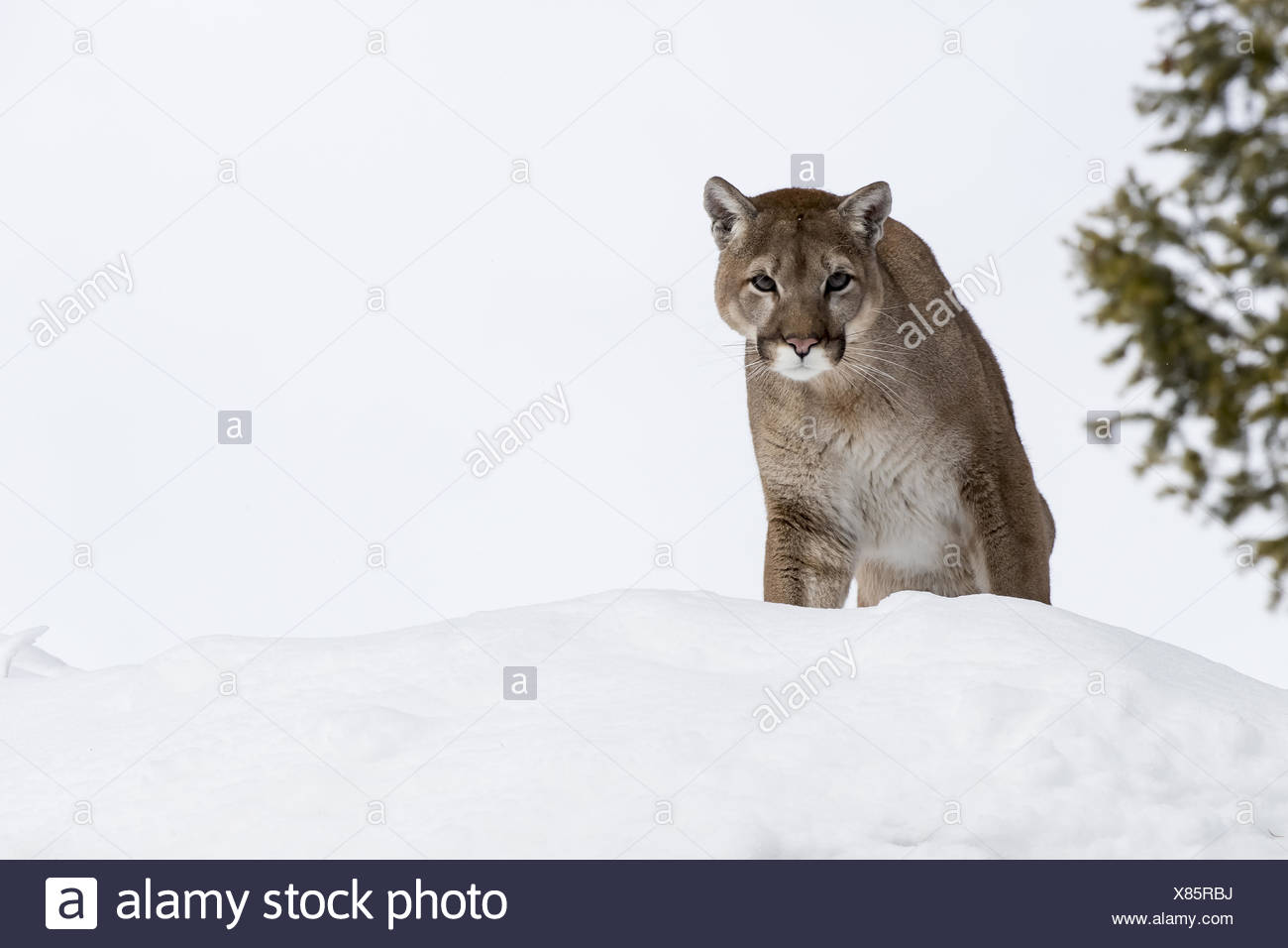 Mountain Lion Snow Stock Photos & Mountain Lion Snow Stock Images - Alamy