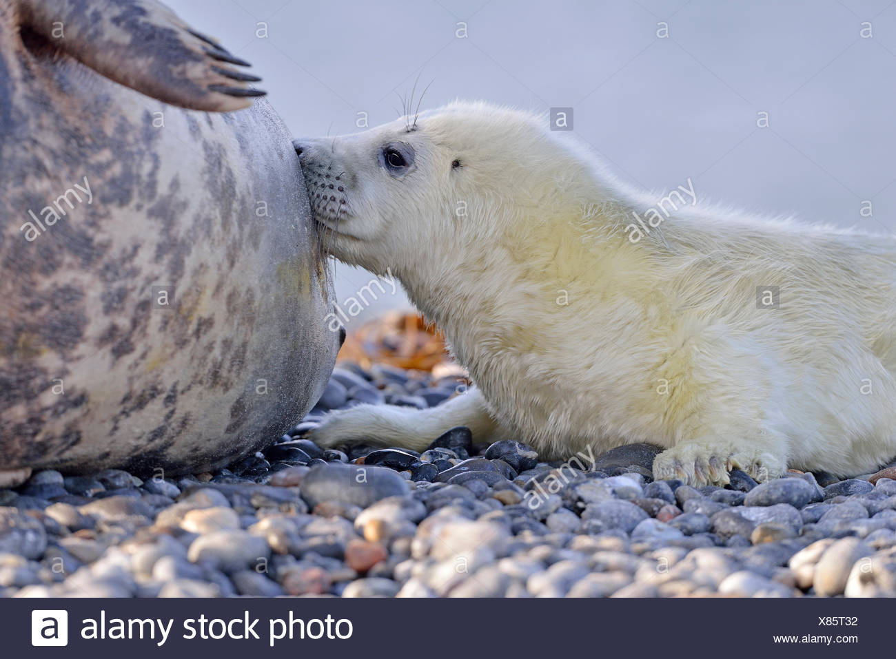 Suckled High Resolution Stock Photography and Images - Alamy